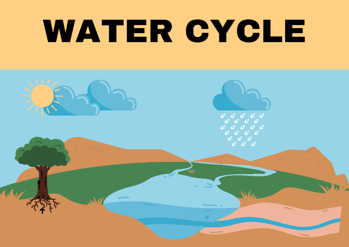 Edu Expansion Graphic Organizer: Water Cycle Processes [20241204] - Studocu
