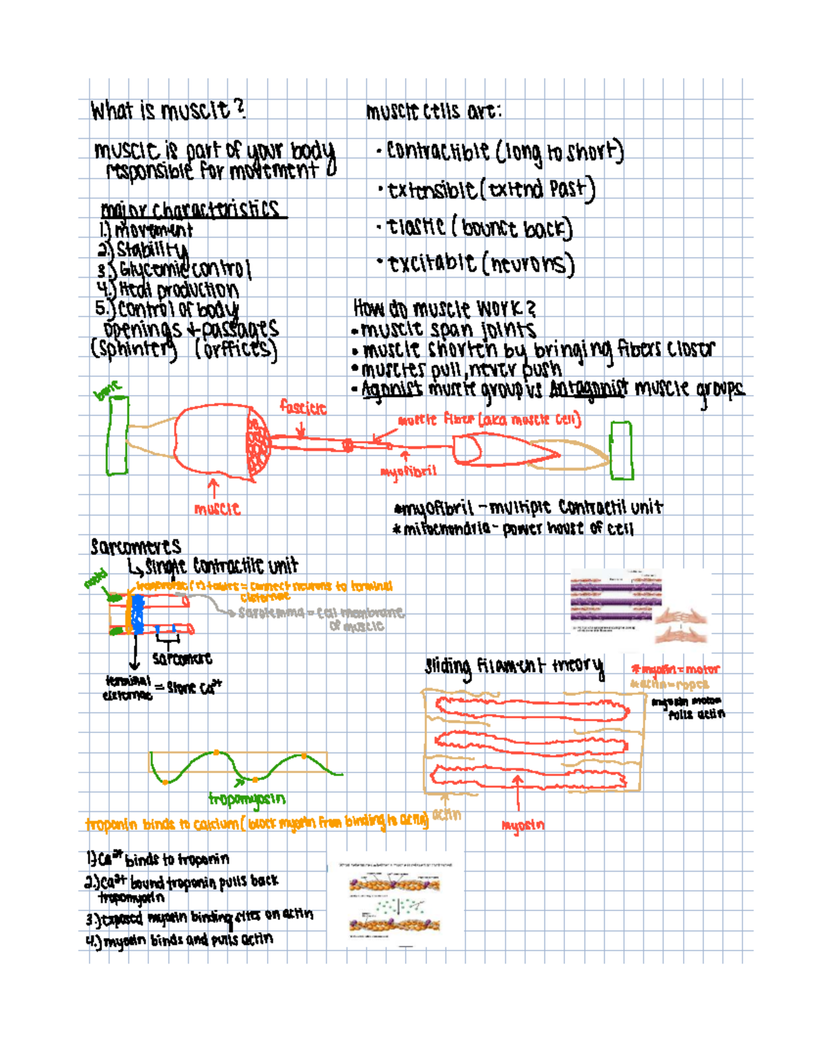 Understanding Muscle Function: Characteristics and Mechanisms - What is ...