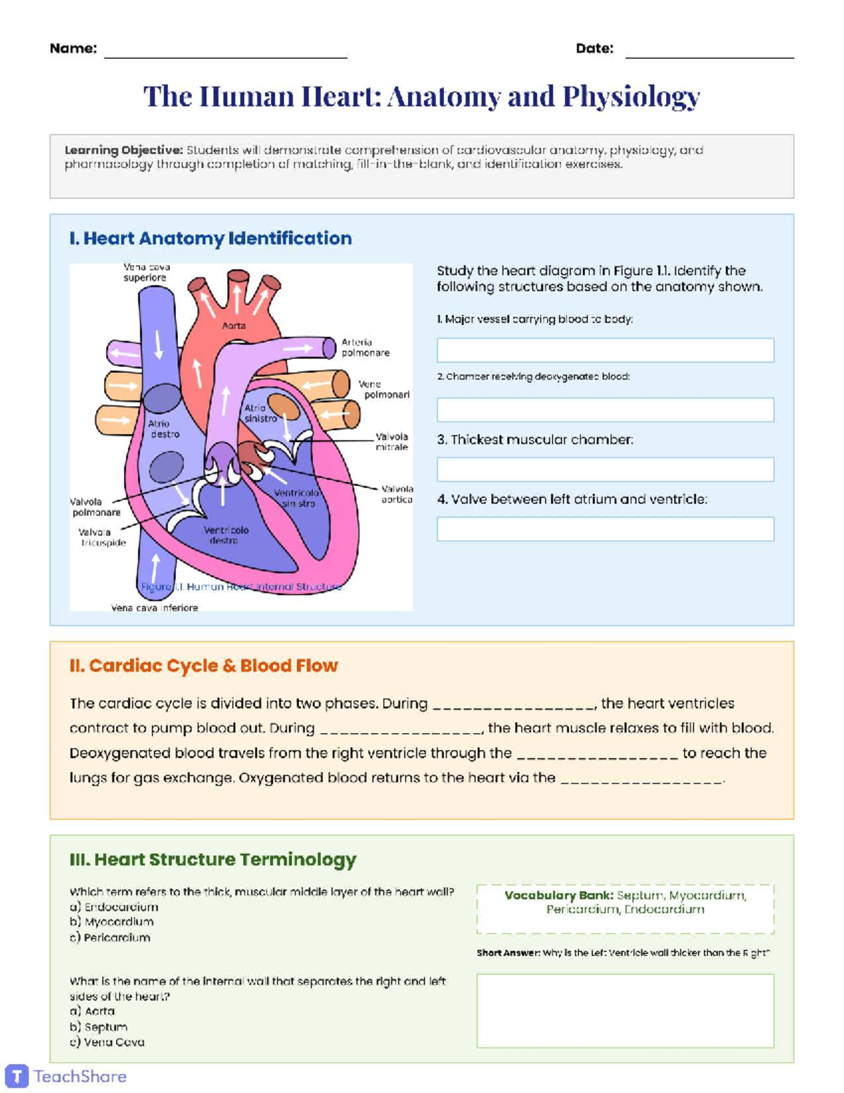 Cardiovascular System Homework Worksheet: Anatomy & Physiology Insights ...