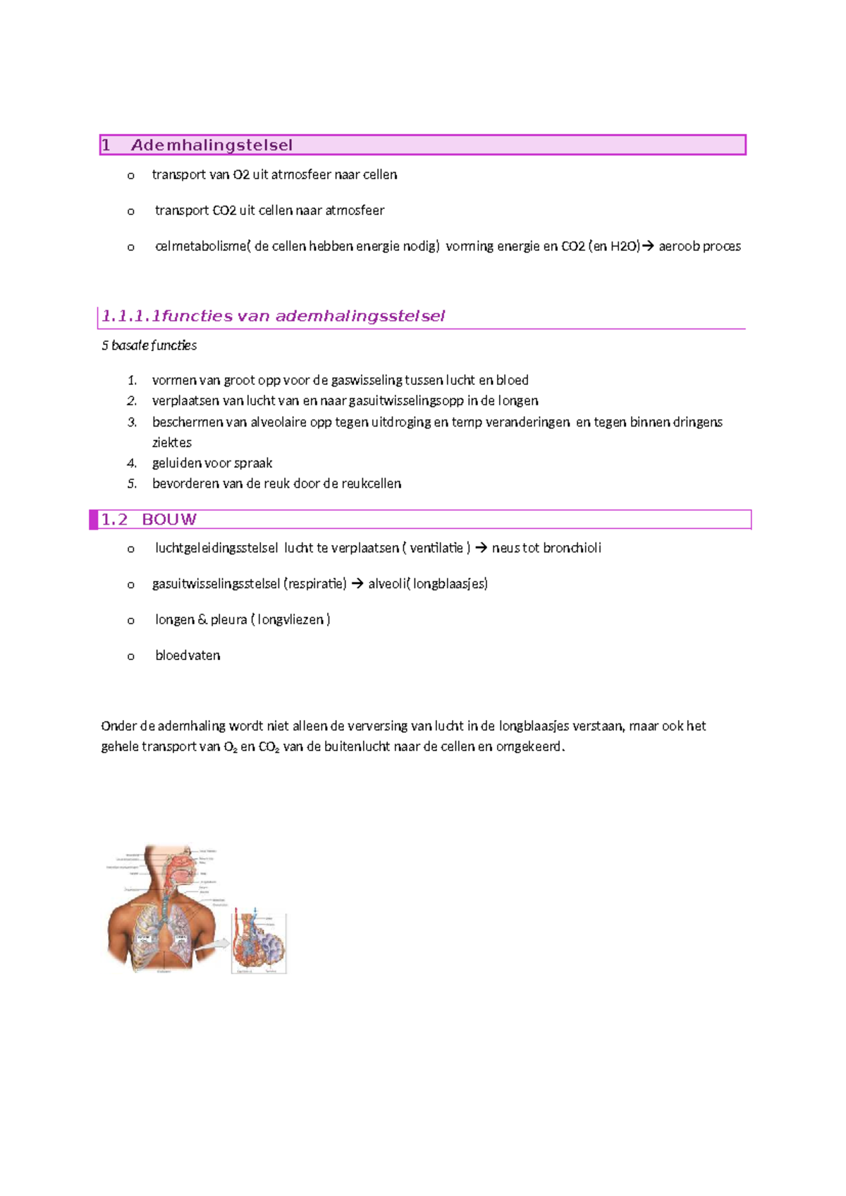 Ademhalingstelsel - Volledige Inzichten en Functies van het Systeem ...