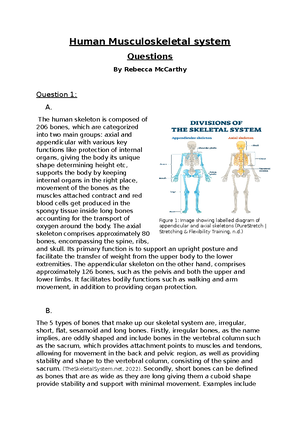 [Solved] Explain the class of lever system in use when the performer ...