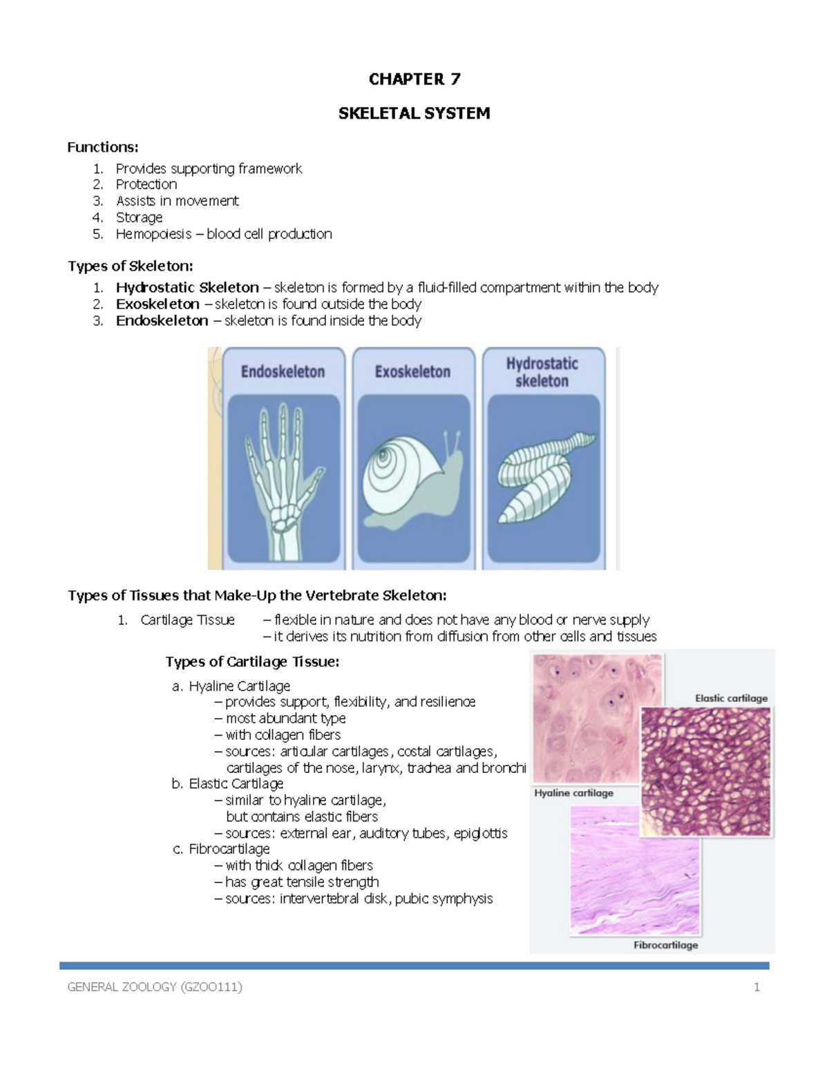 Chapter 7 - Skeletal System Overview and Functions in General Zoology ...