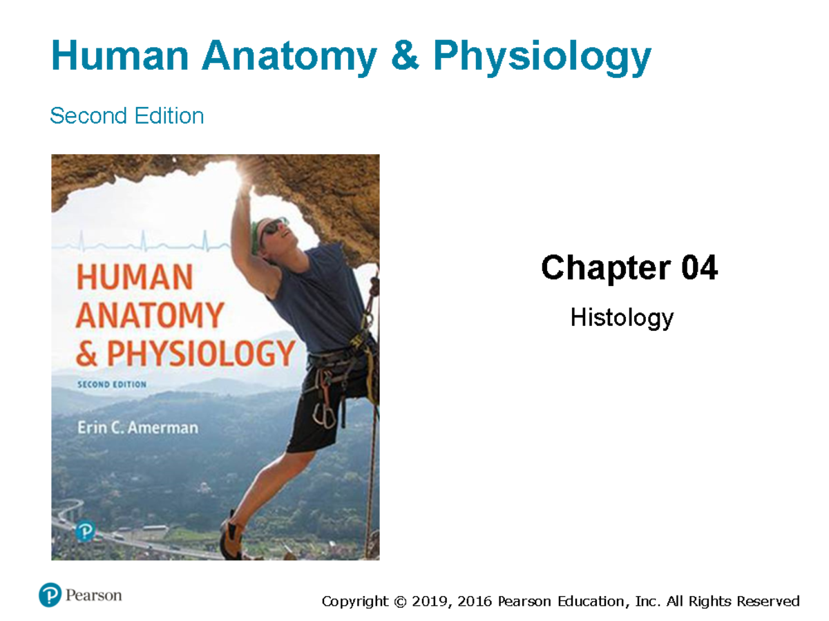 Human Anatomy & Physiology: Chapter 04 - Histology Overview - Human ...