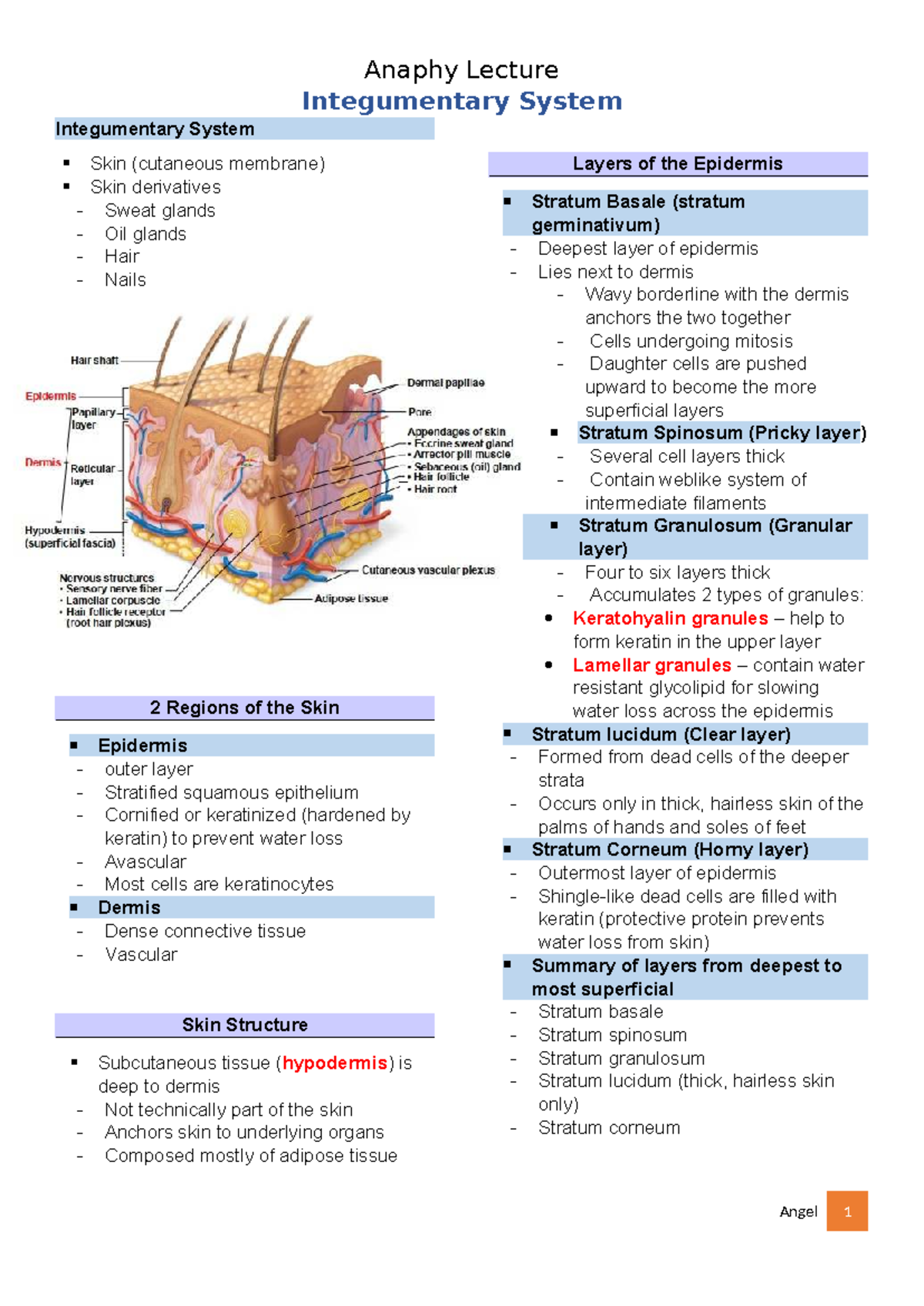 Integumentary System Overview - ANAPHY Lecture Notes - Studocu