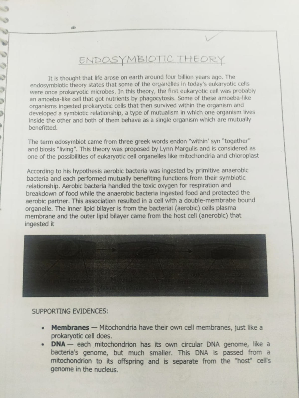Endosymbiotic Theory: Lecture Notes for Biology 101 - Studocu