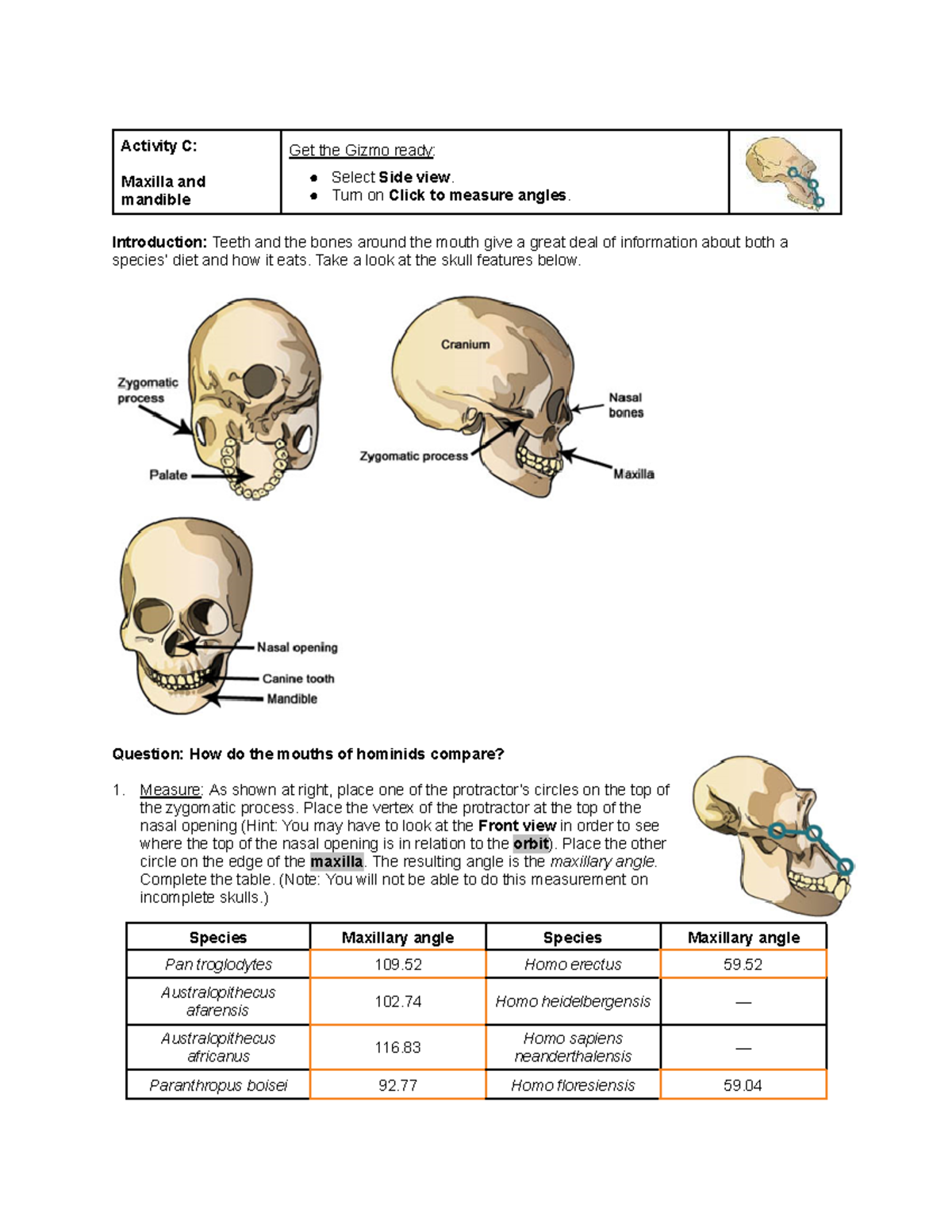 Unit 8 Lab 3: Maxillary Angles & Mouth Comparisons in Hominids Activity ...