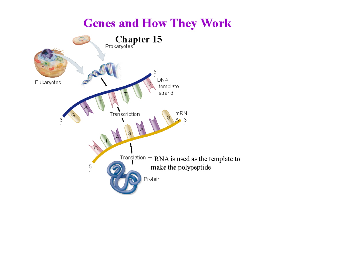 Chapter 15: Genes and Their Functions - BIO 1510 Notes - Genes and How ...