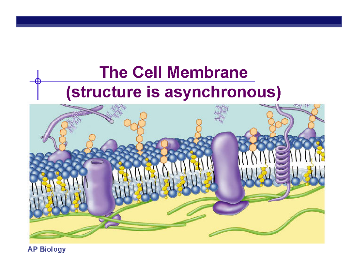 Cell Membrane Structure & Transport Mechanisms - AP Biology - Studocu