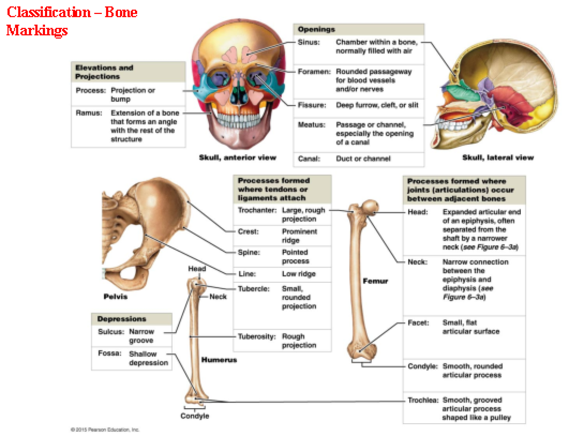 Classification of Bone Markings Diagram - PLN 103 - Classification ...