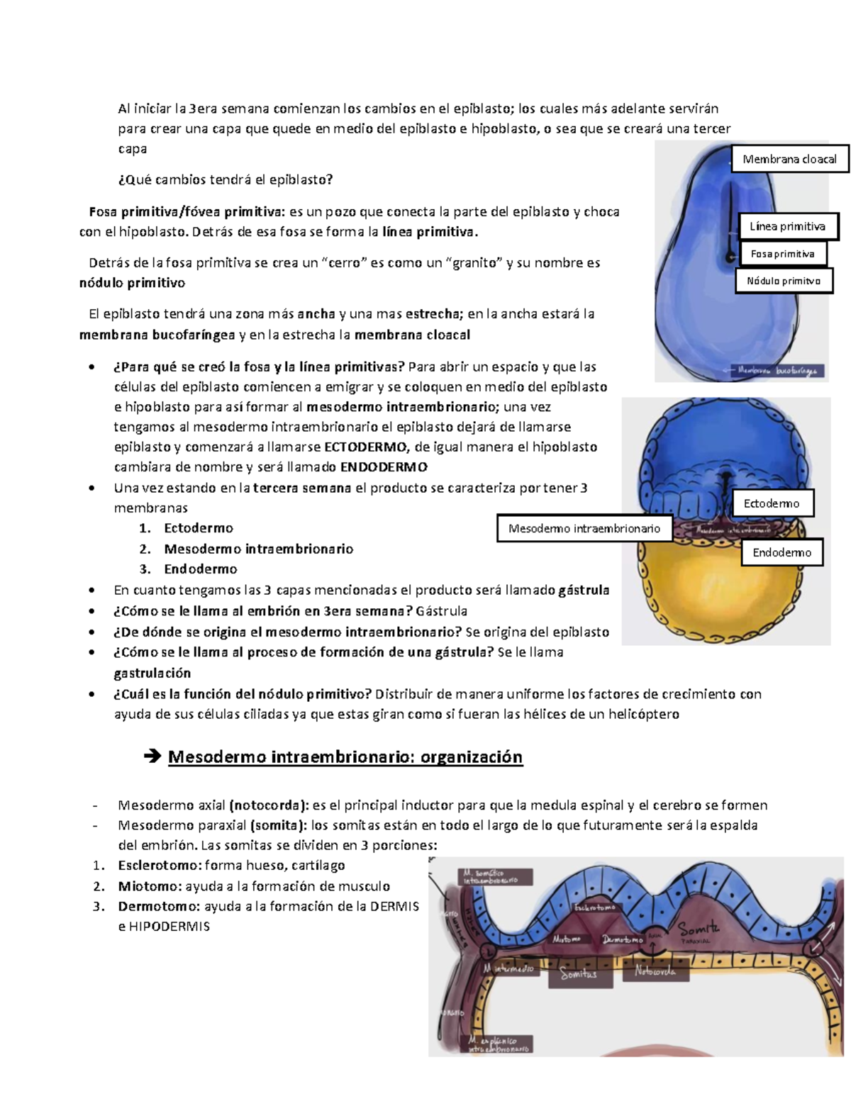 3ERA Semana: Desarrollo del Mesodermo y Neurulación en Embriología ...