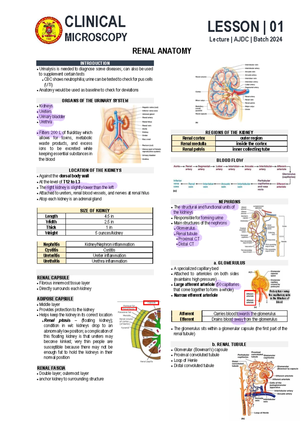 CLINICAL LESSON 01: MICROSCOPY & RENAL ANATOMY (AJDC 2024) - Studocu