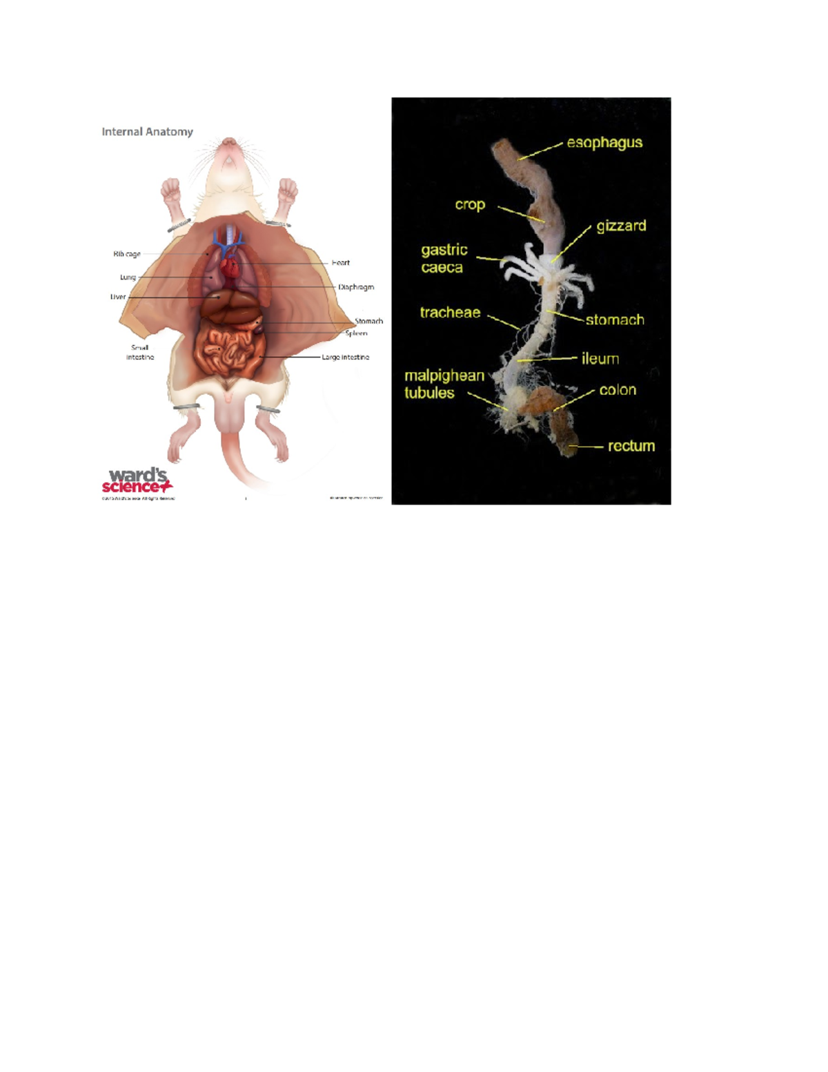 Internal Anatomy of the Esophagus and Digestive System - Bio 2015 - Studocu