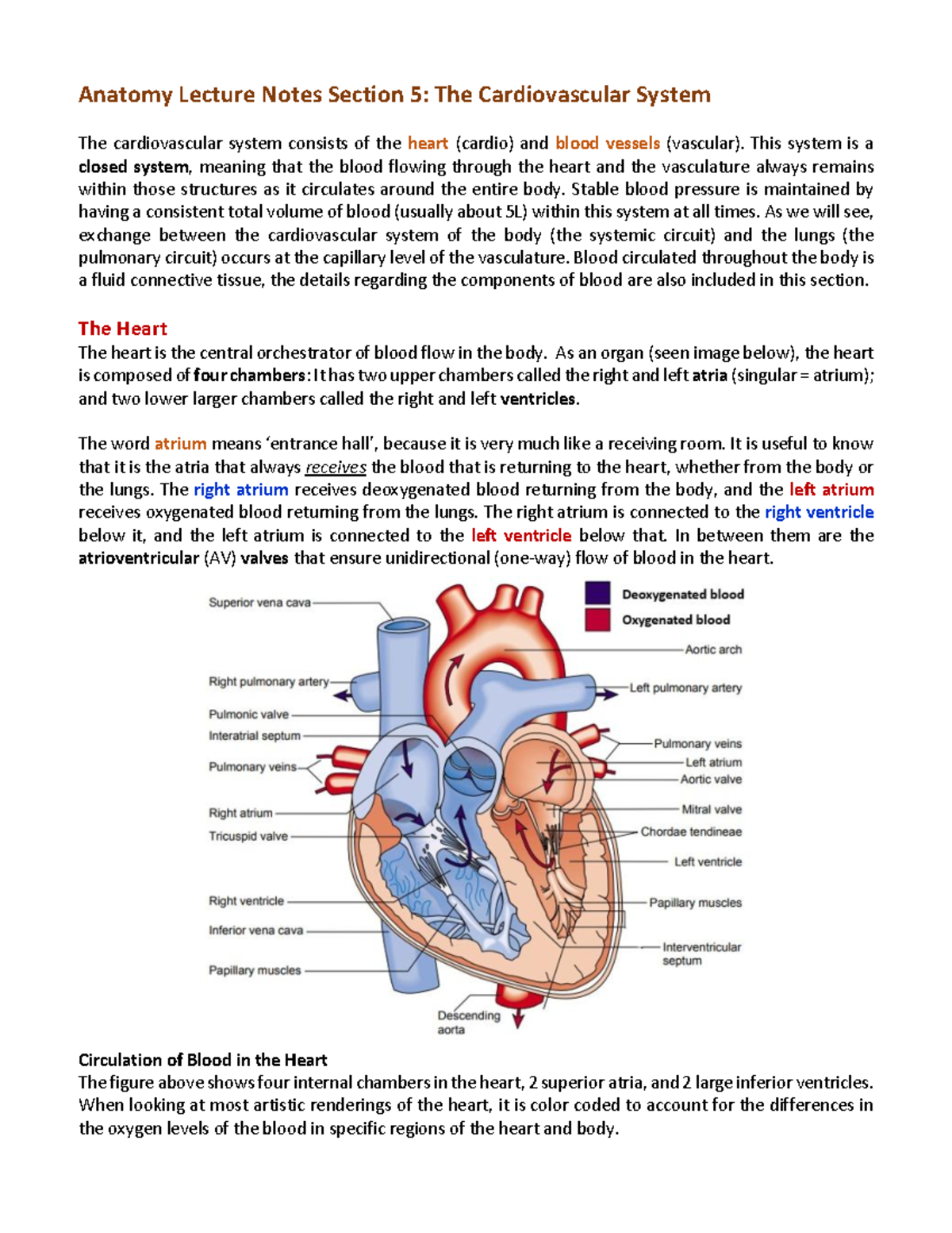 Anatomy Lecture Notes: Cardiovascular System (Course #10) - Studocu