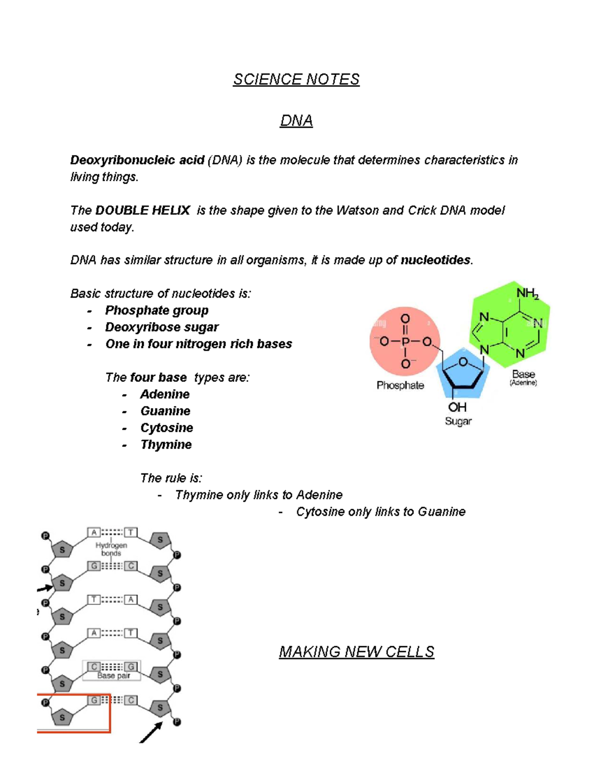 SCIENCE NOTES: DNA Structure, Replication, and Cell Division - Studocu