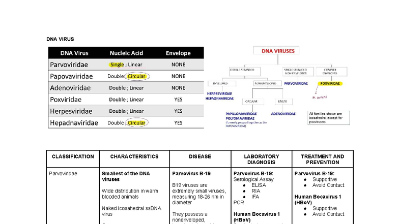 Mycology Finals: DNA Virus Classification and Characteristics - Studocu