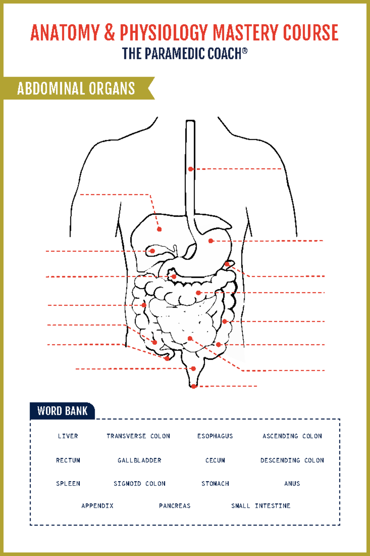 Abdominal Organs: Anatomy & Physiology Mastery Course Notes - EMS 101 ...