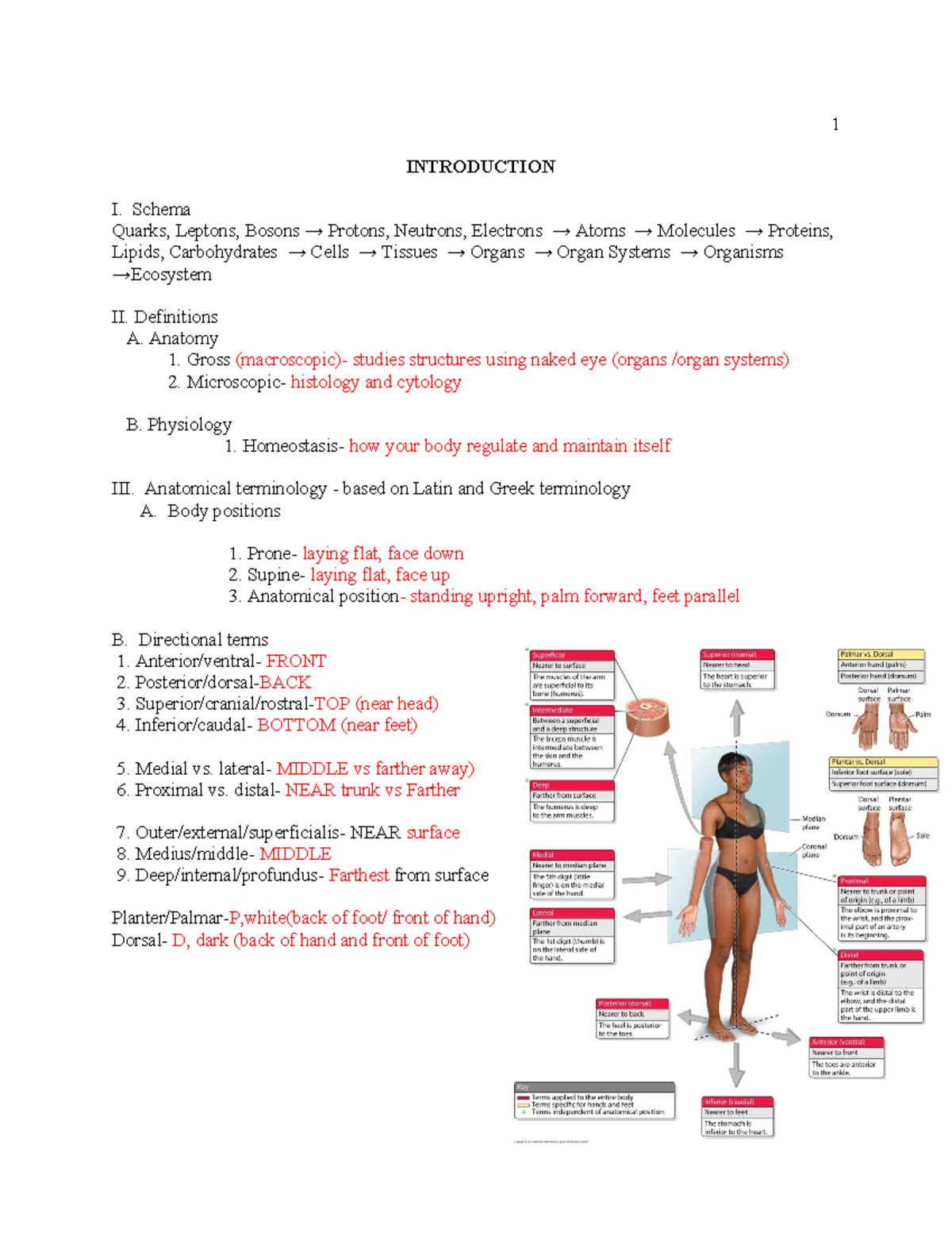 Anatomical Terminology and Body Planes: A Comprehensive Overview ...