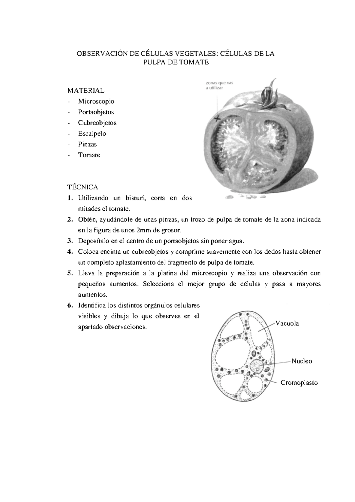 Observación De Células Vegetales Tomate Y Cebolla Studocu