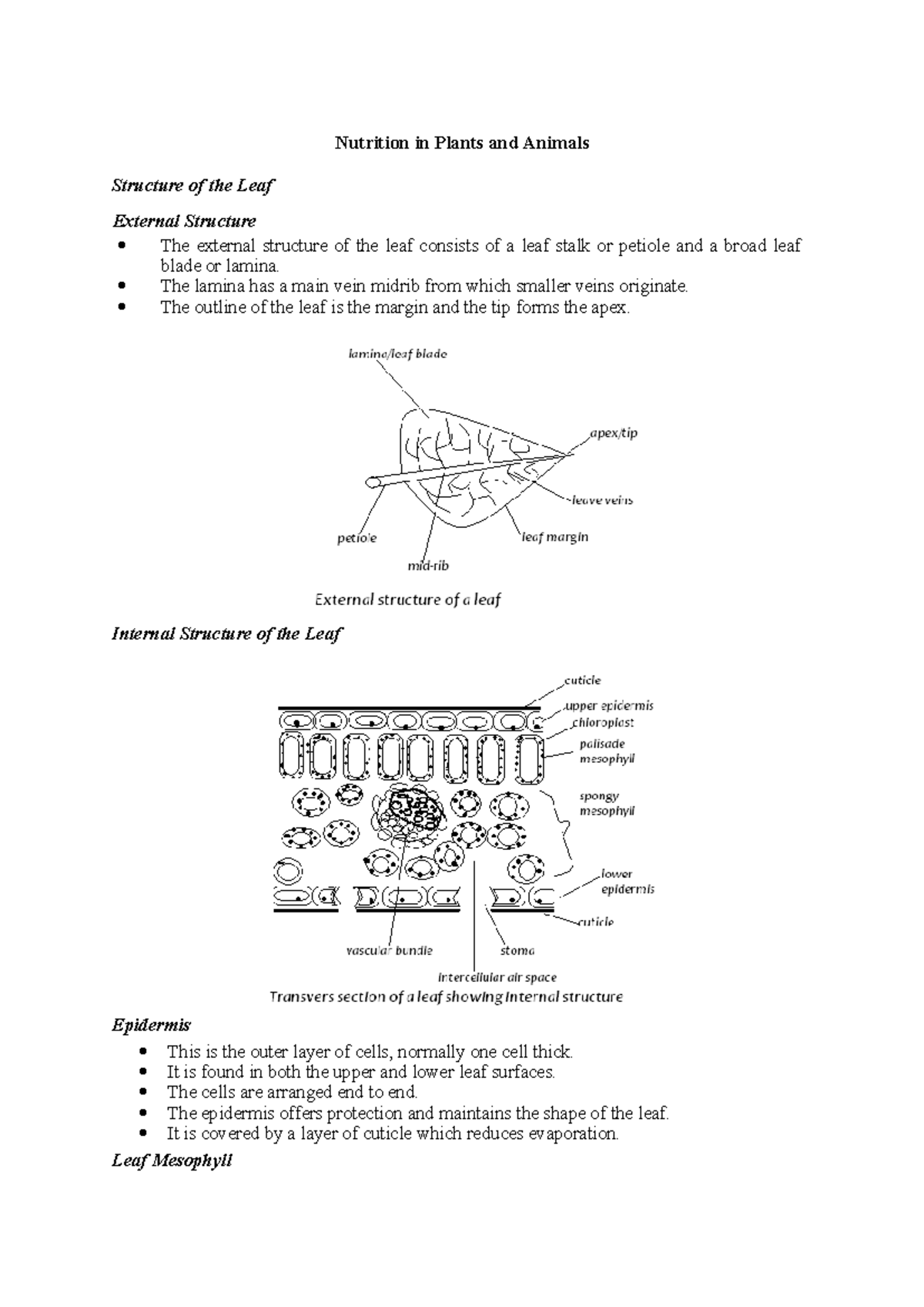 Photosynthesis in Plants: Structure, Function, and Adaptations - Studocu