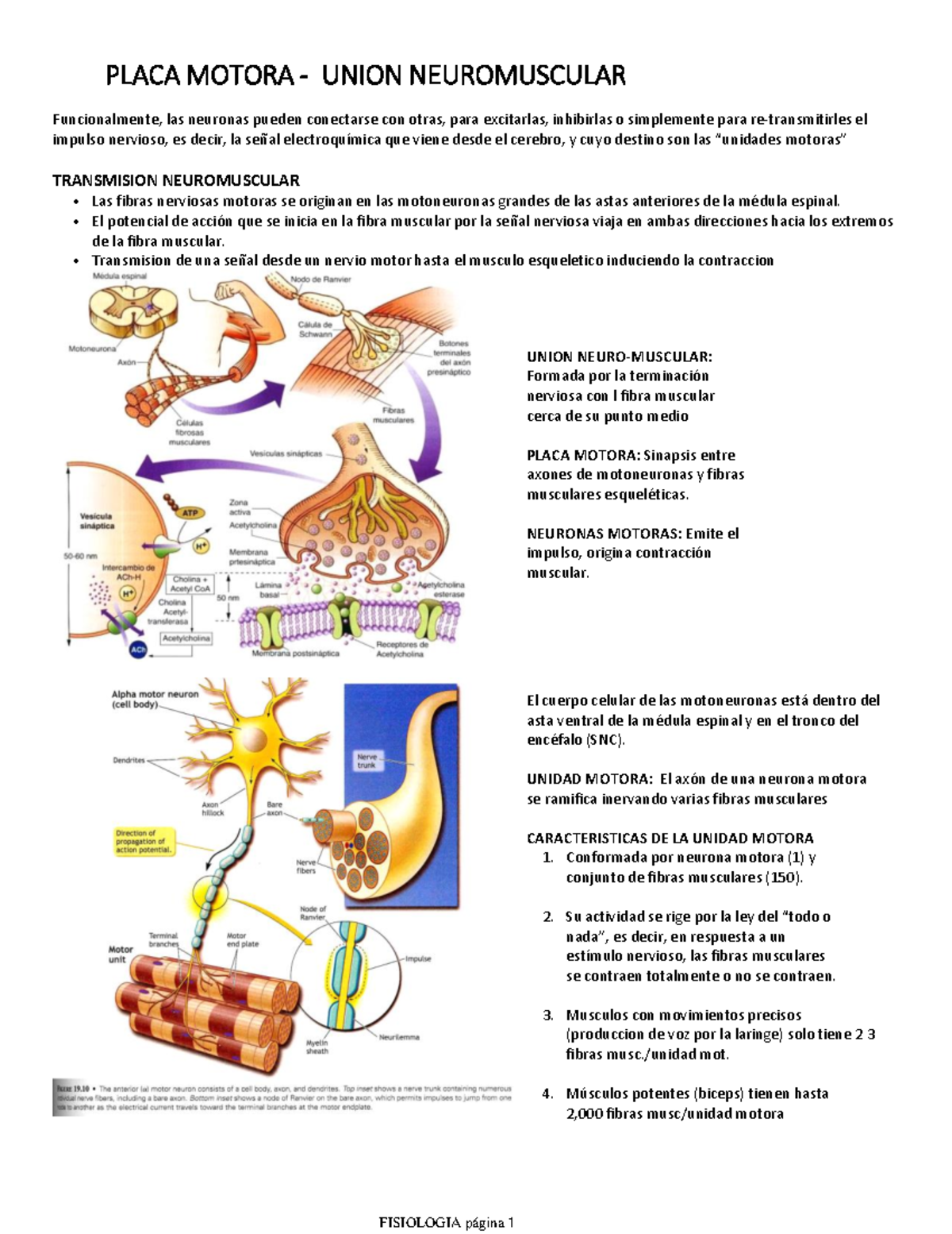 Placa Motora y Unión Neuromuscular - Fisiología de la Contracción - Studocu