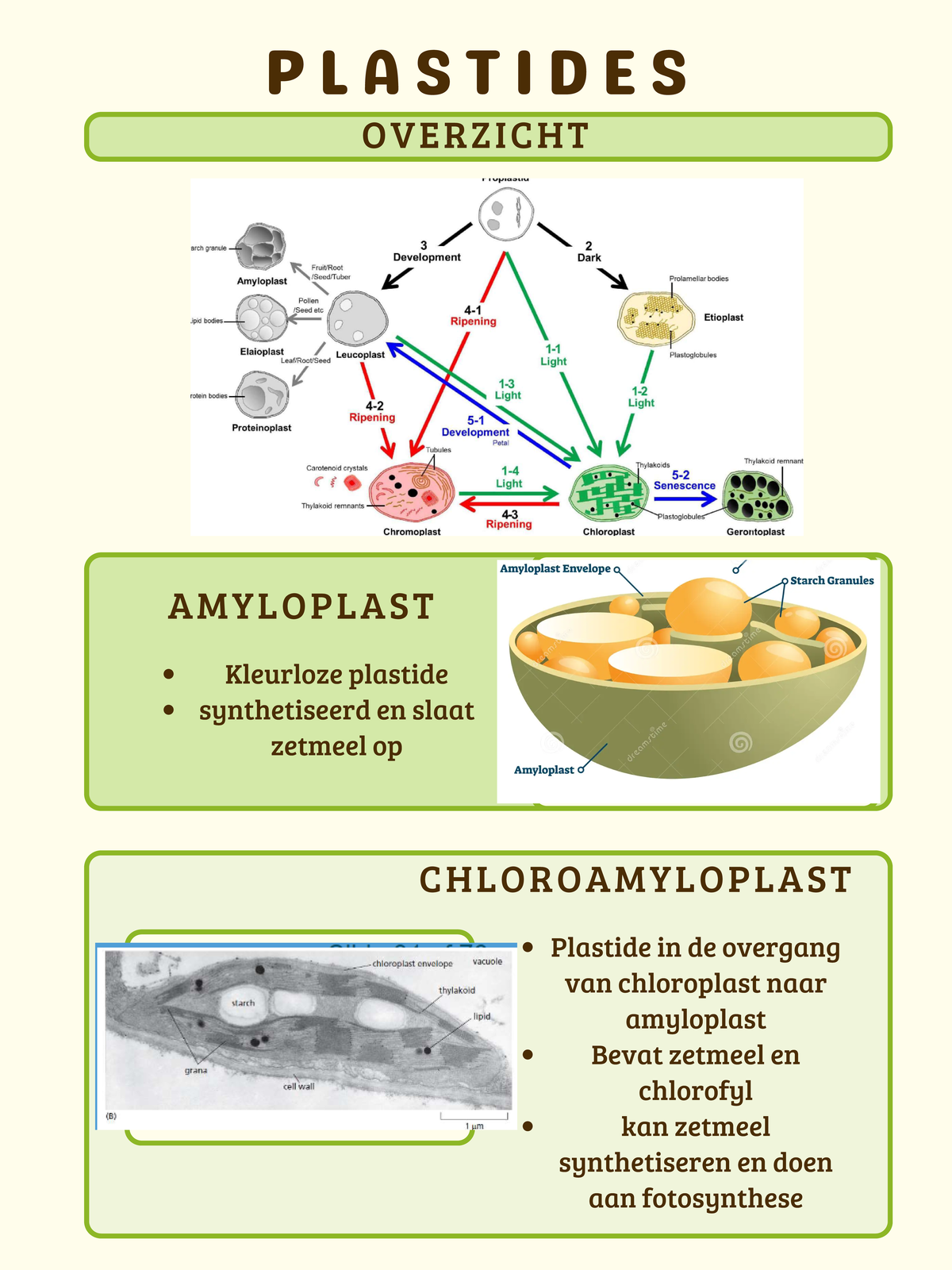 Leerdoel 7 week 1 - Cell Biology - AMYLOPLAST Kleurloze plastide ...