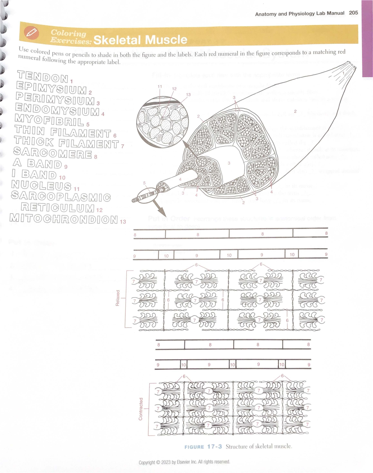 Anatomy and Physiology Lab 205: Muscular System Coloring Exercises ...