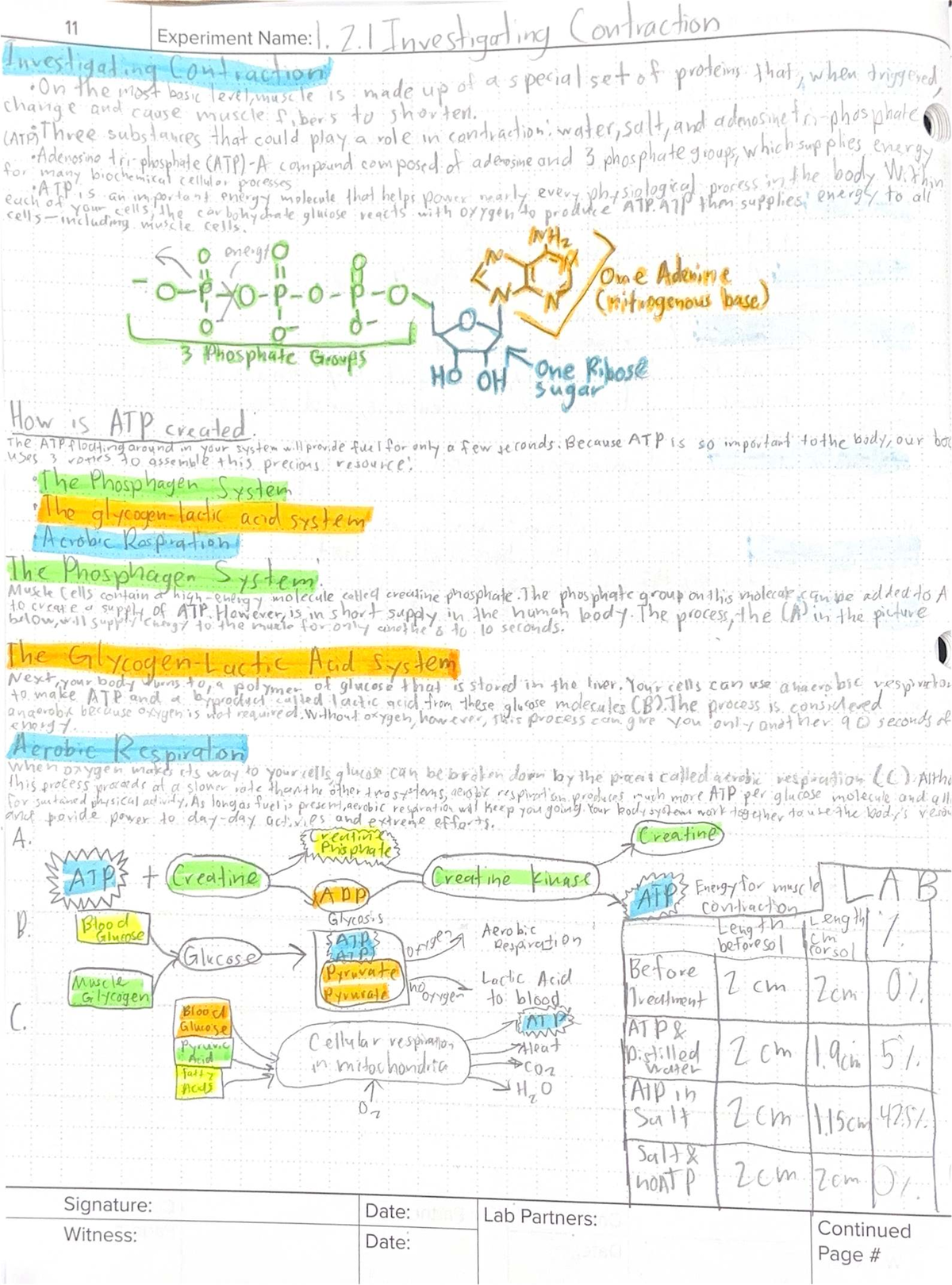 Final Exam Study Guide for Course CODE 101: Muscle Contraction and ATP ...