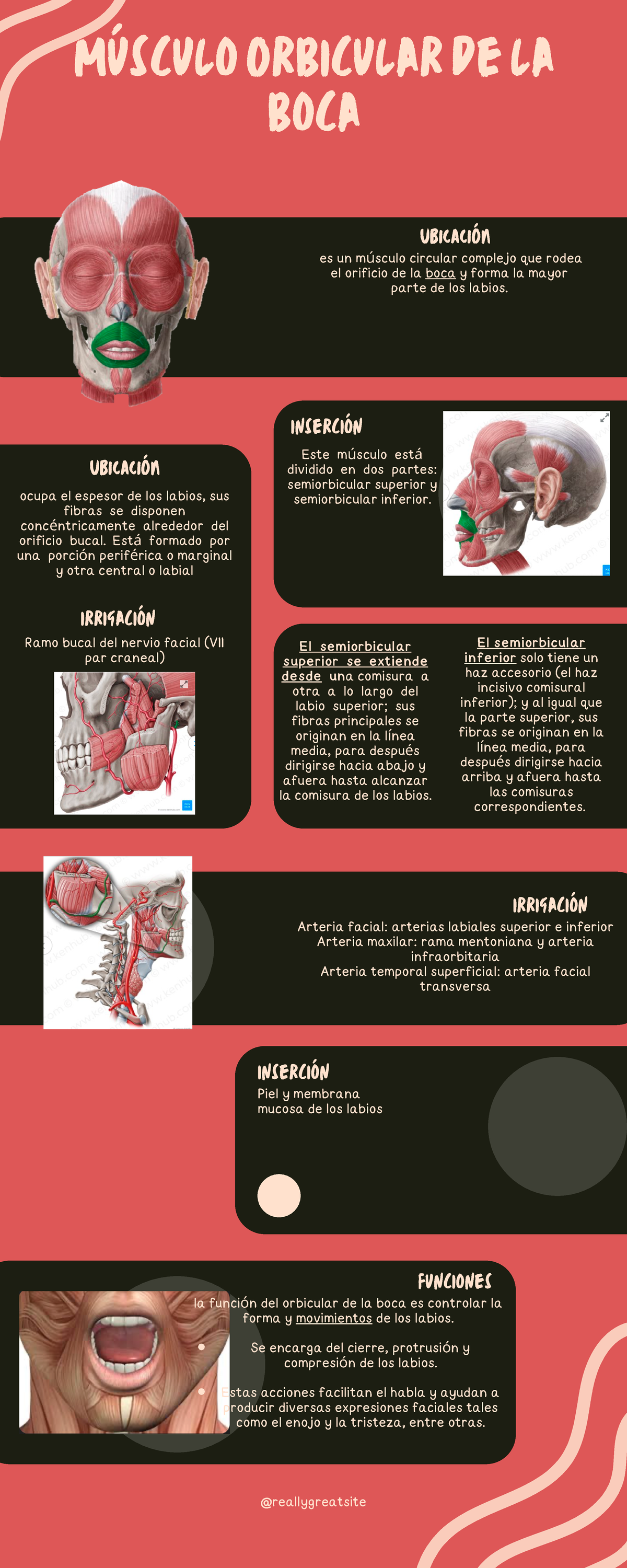 Funciones e Irrigación del Músculo Orbicular de la Boca - Studocu