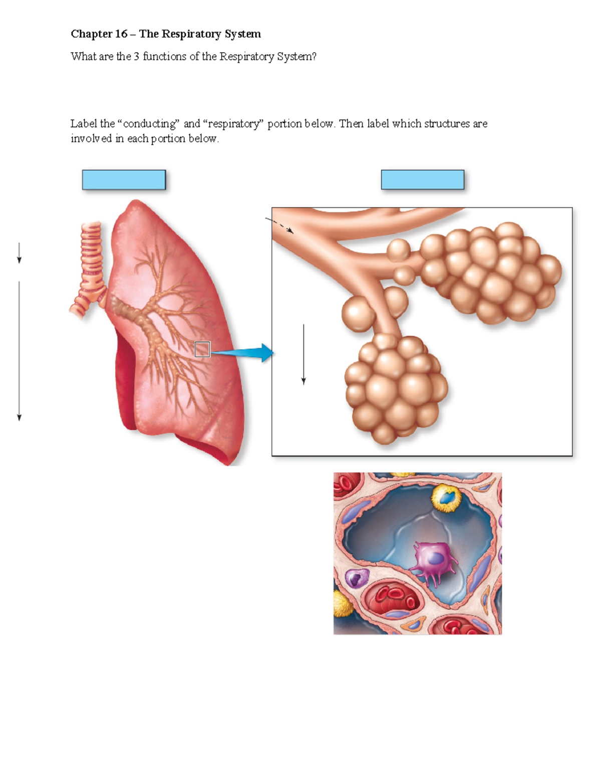 Chapter 16 & 17 Study Notes: Respiratory & Renal Physiology - Chapter ...