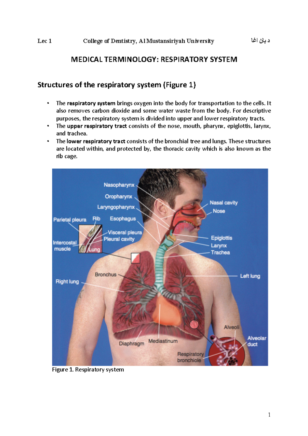 Medical Terminology Notes: Respiratory & Circulatory Systems (Lec 1 & 2 ...
