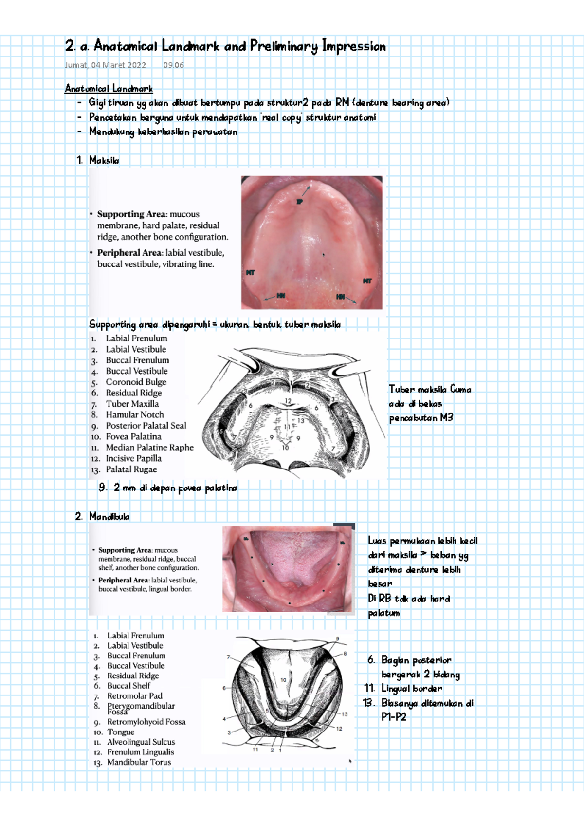 Prostodonsia II - Final Exam: Anatomical Landmarks & Impressions - Studocu