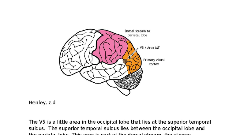 V5 Occipital Lobe: Functions and Motion Perception Insights - Studeersnel