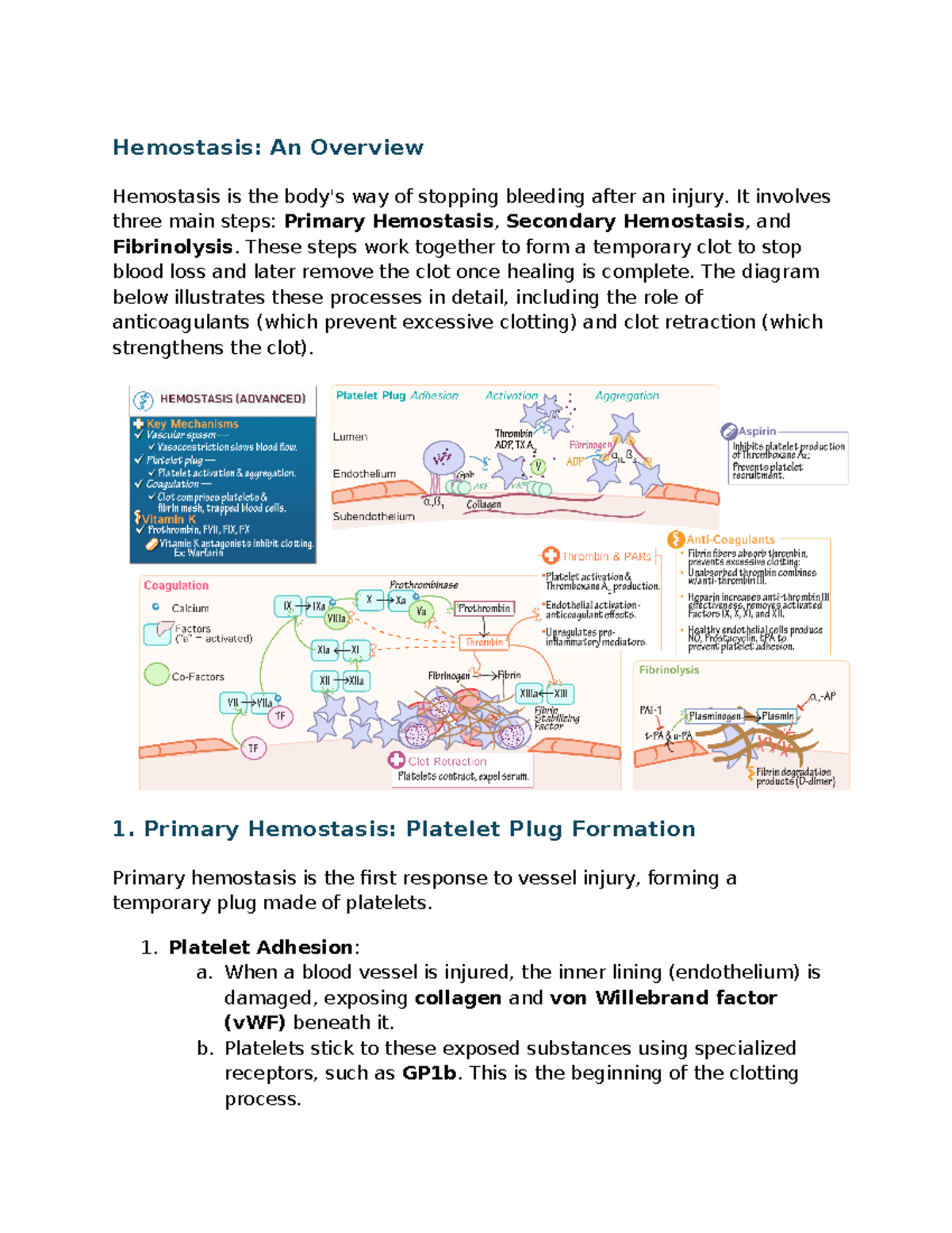 Hemostasis Mechanisms: Primary & Secondary Stages Explained - Studocu