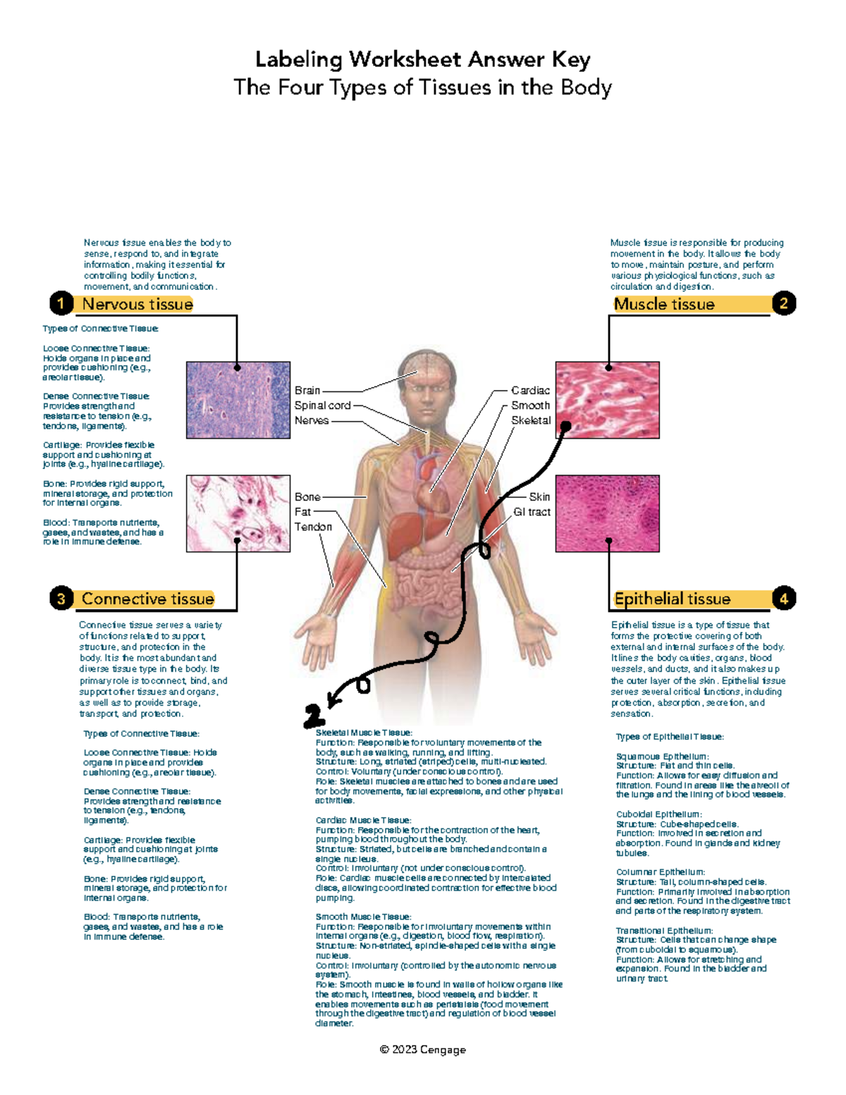 E2 CH5 Labeling Worksheet Answer Key: Tissue Types & Gland Structures - Studocu