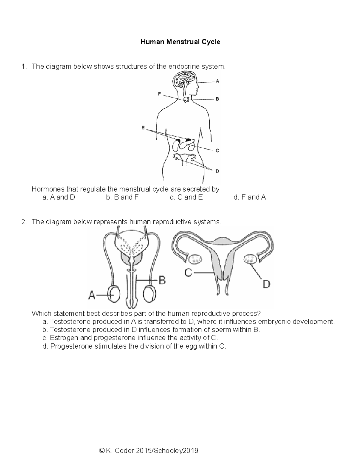 WS Menstrual Cycle - Worksheet from Womens Health for nursing - Human ...