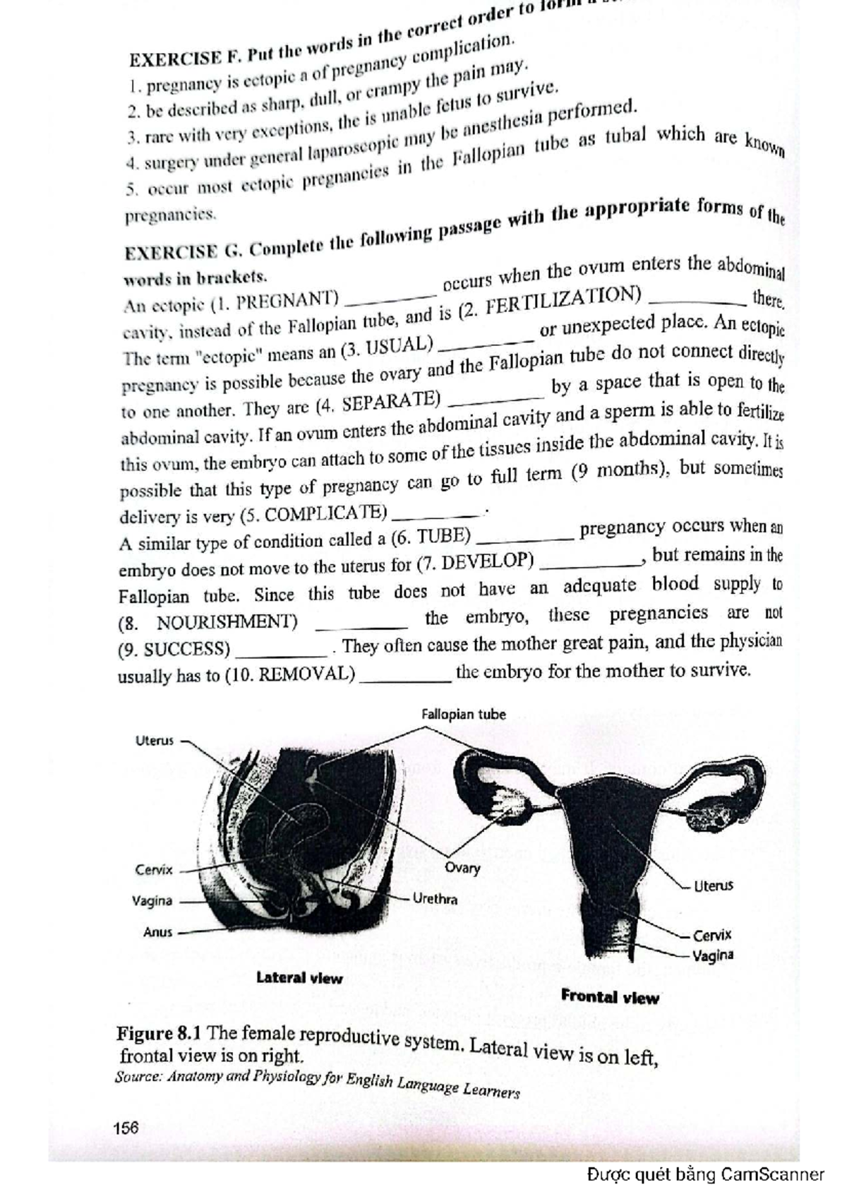 Chapter 8: The Reproductive System (BIO 101) - Studocu