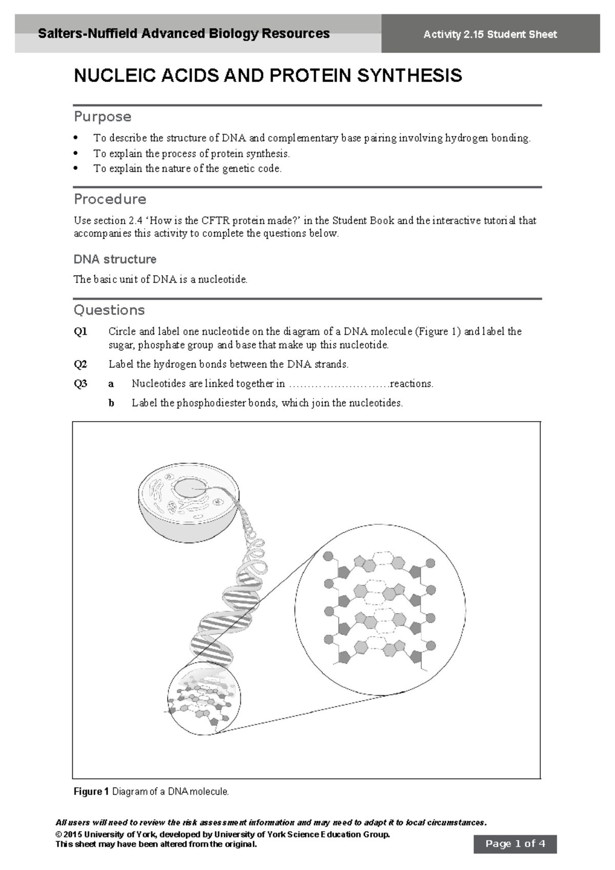 Activity 2-15: Nucleic Acids & Protein Synthesis Overview - Studocu