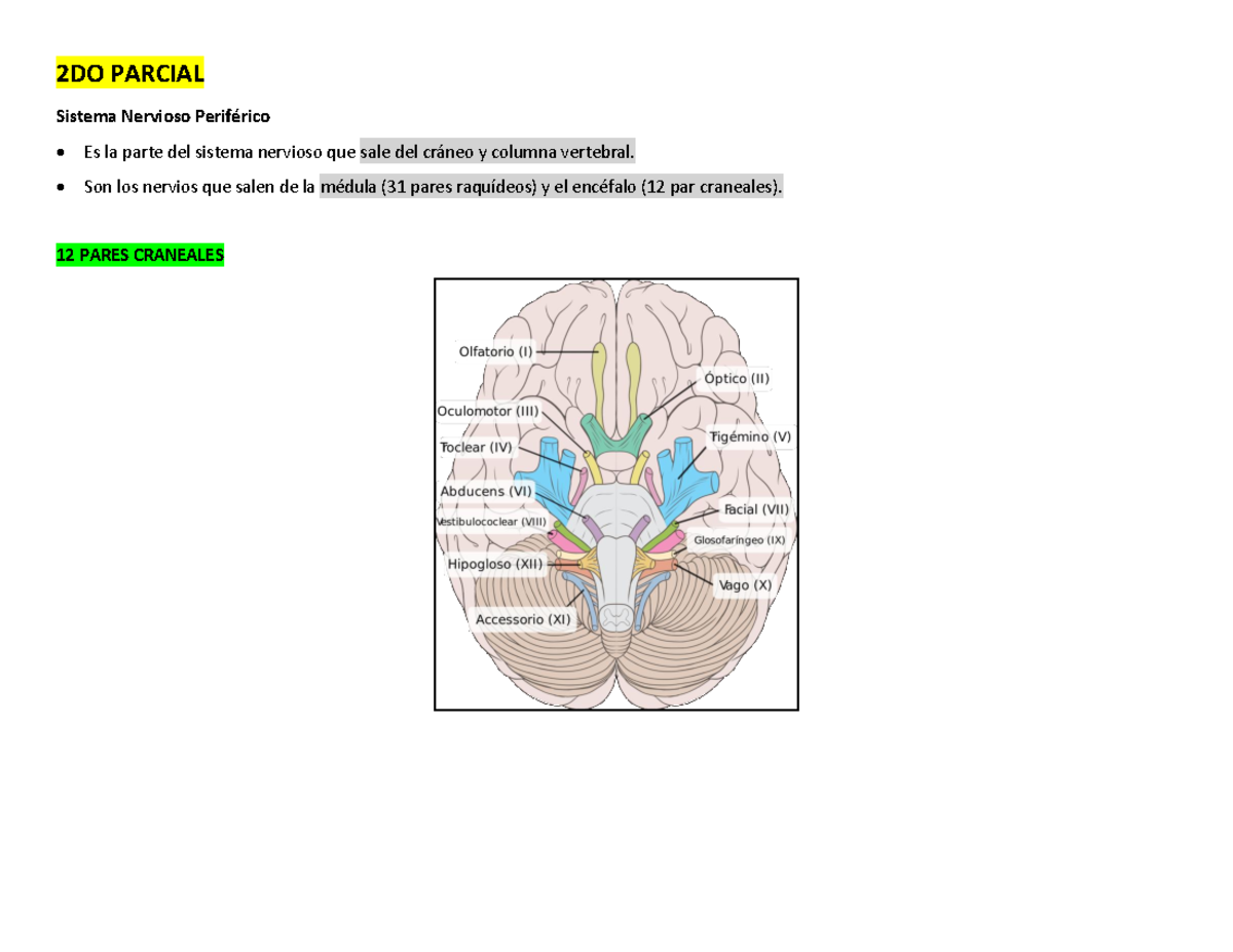 Guía de estudio para neuroanatomía básica - Neurologia - Studocu