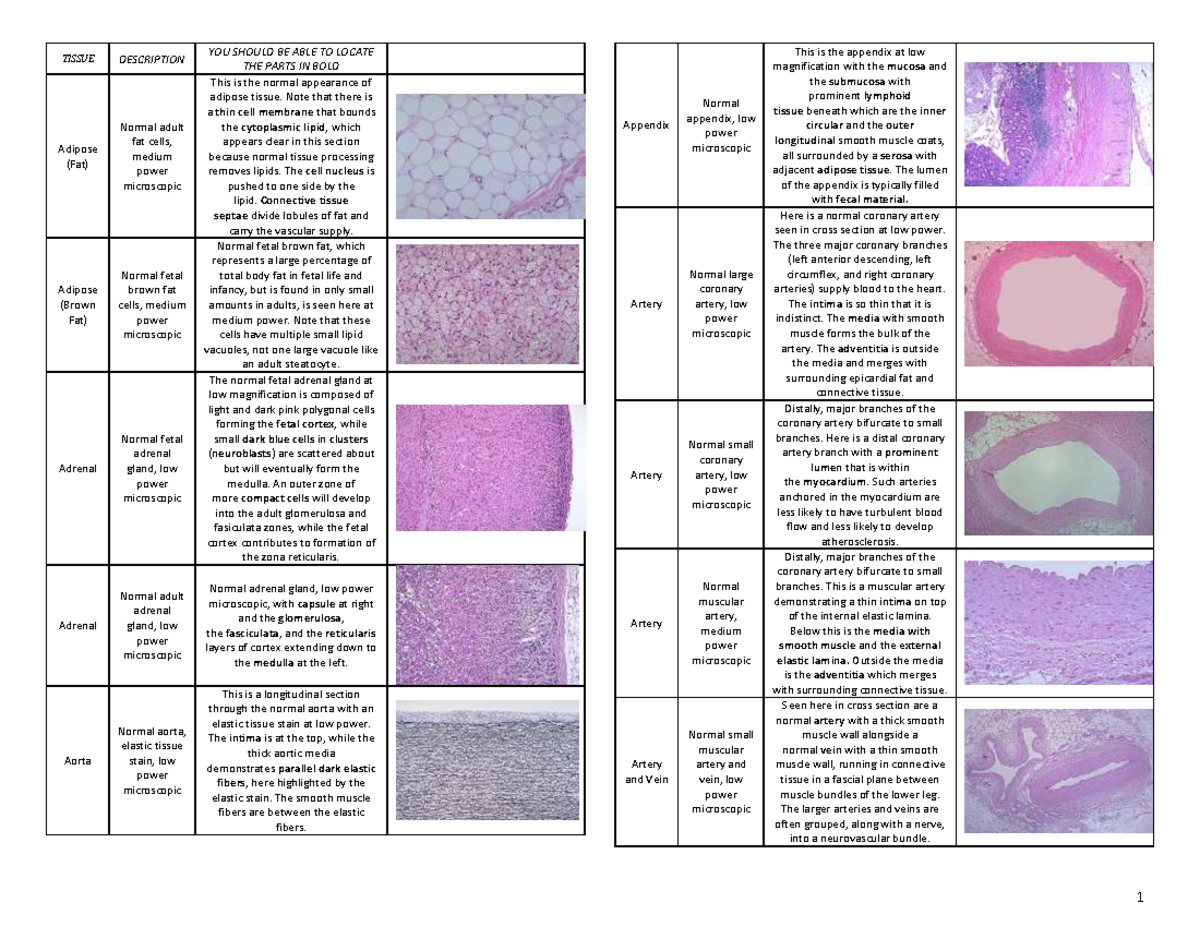 Normal Histology Stains: Tissue Descriptions at Various Magnifications ...