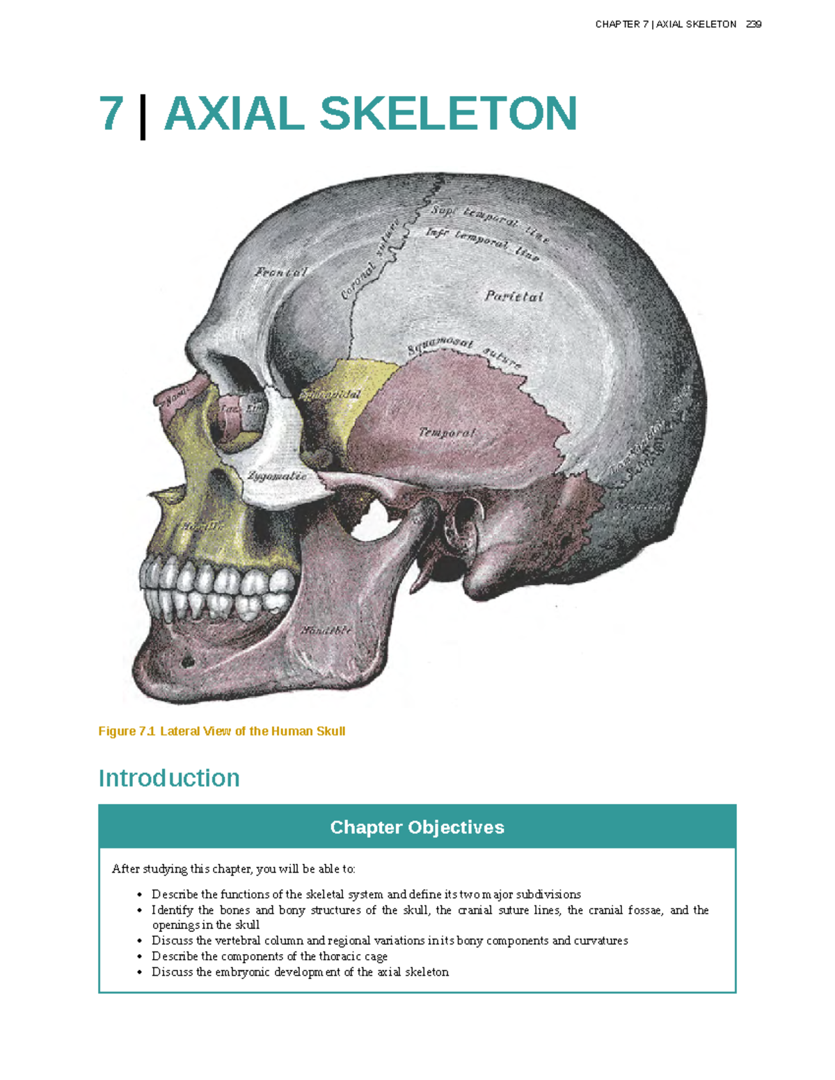 Anatomy & Physiology 83: Chapter 7 - The Axial Skeleton Overview - Studocu