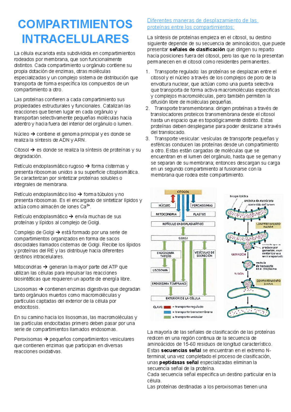 Compartimientos Intracelulares en Células Eucariotas: Estructura y ...