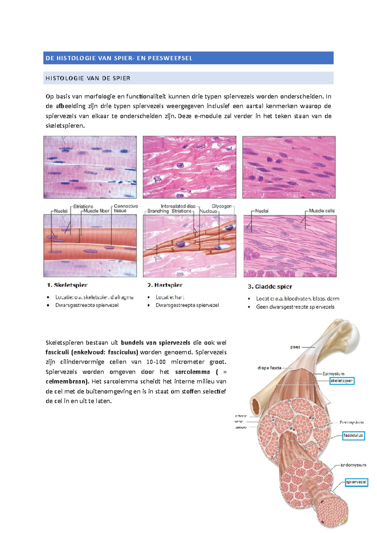 Histologie van Spier- en Peesweefsel: Typen en Functies - Studeersnel