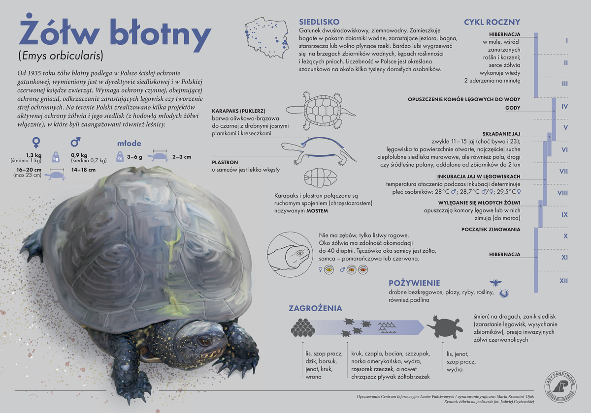 Zolw blotny wersja do druku - I II III IV V VI VII VIII IX X XI XII ...