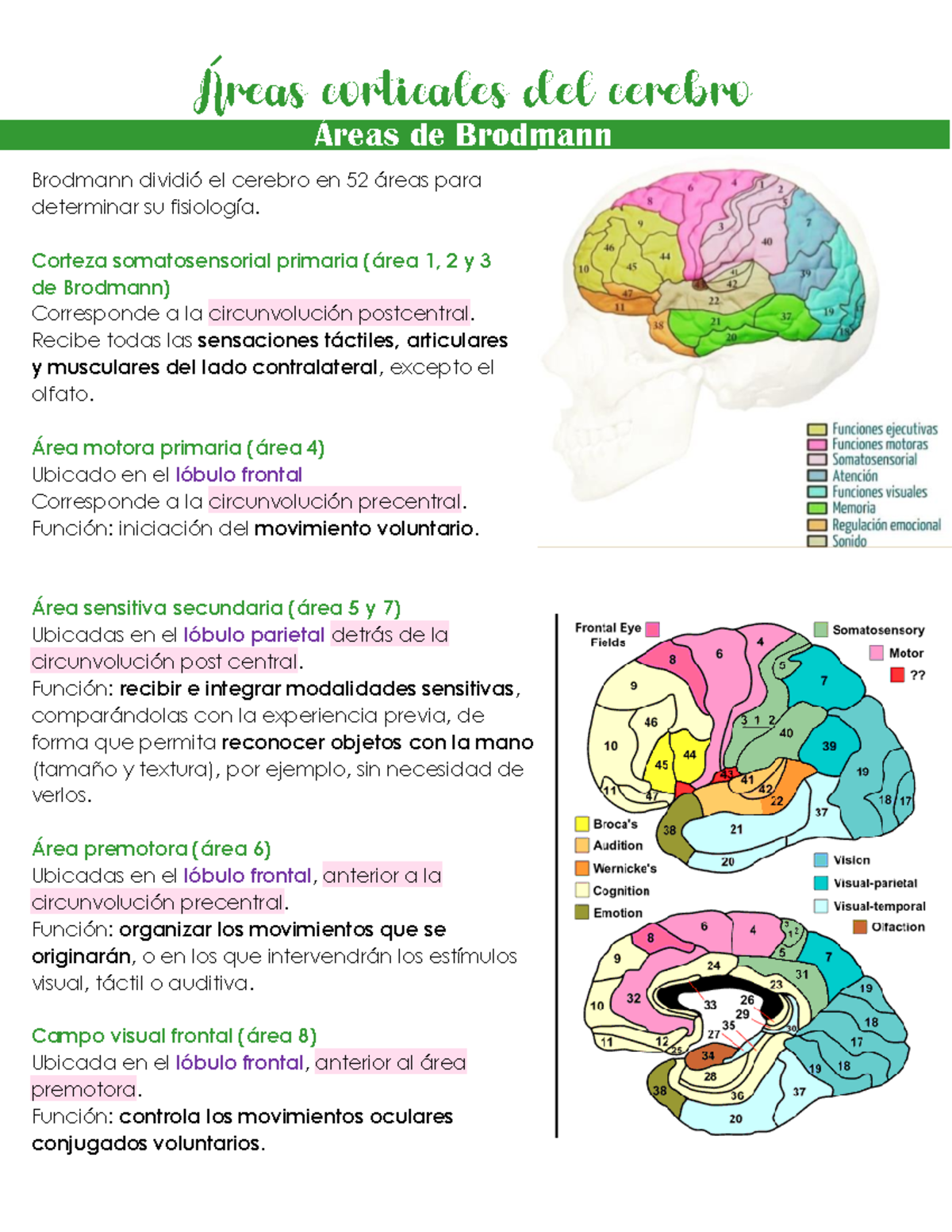 Áreas corticales del cerebro - Áreas corticales del cerebro Brodmann ...