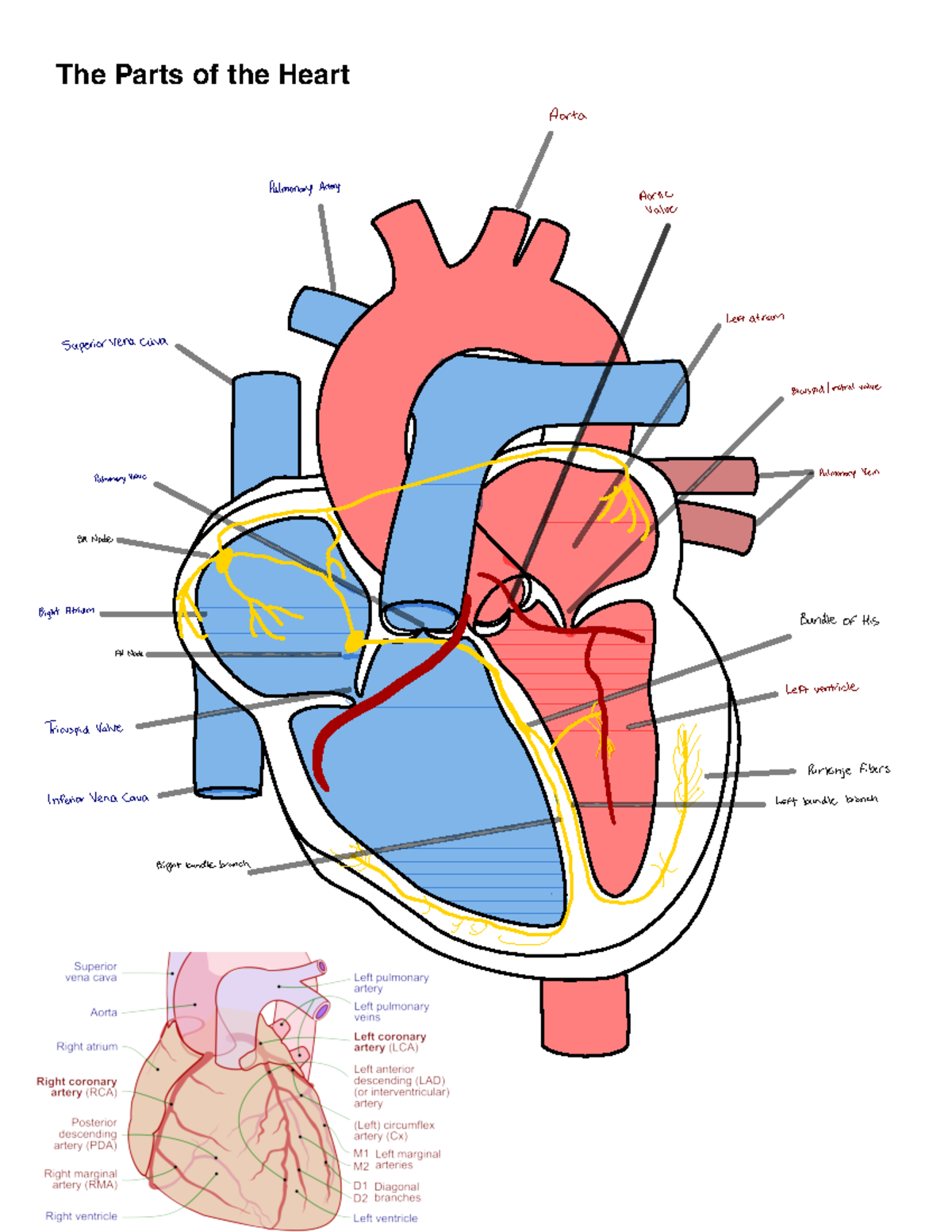 Heart+Diagram+++++ - The Parts of the Heart Concepts and Challenges in ...