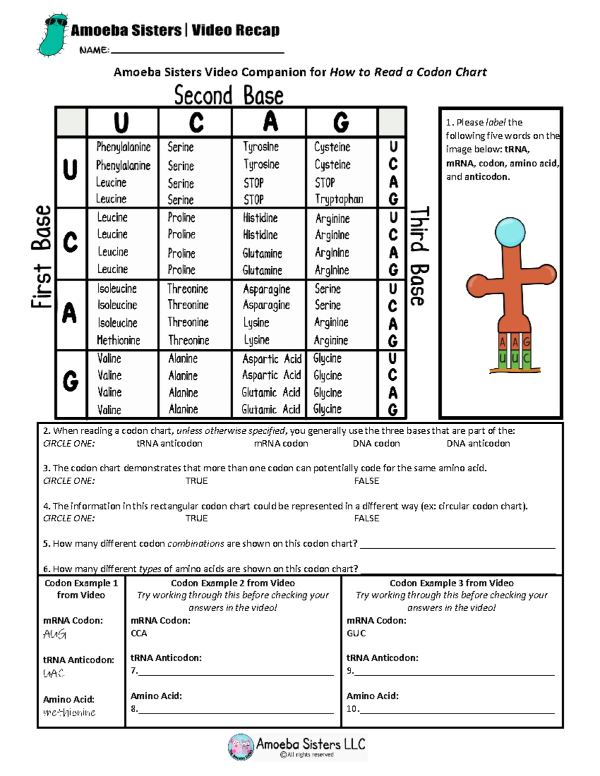 Amoeba Sisters: Final Exam Study Notes on AS Codon Chart - Studocu