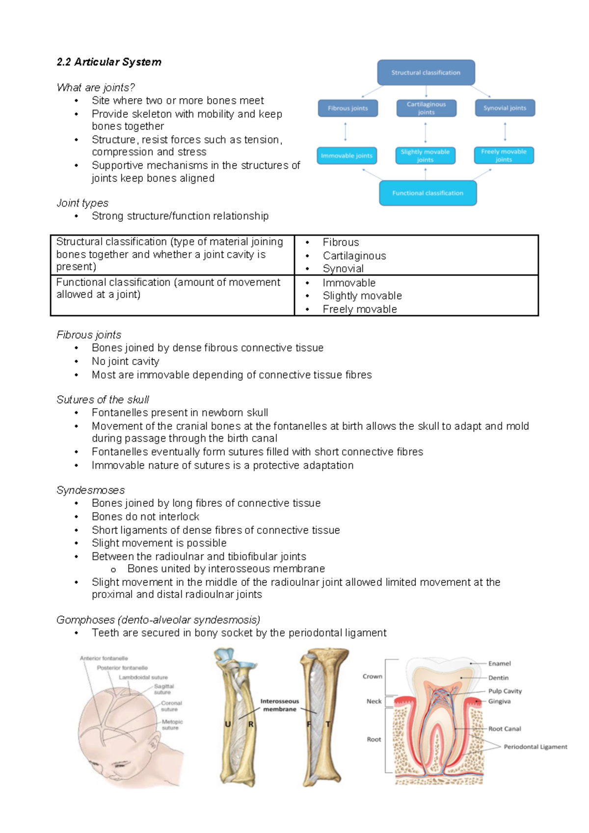 2.2 Articular Joints: Structure, Types, and Function in Human Anatomy ...