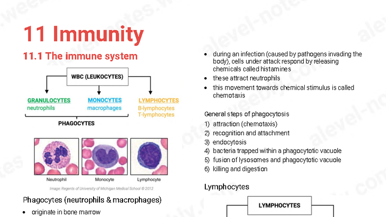 11 Immunity - Lecture Notes on Immune Response and Phagocytosis - Studocu