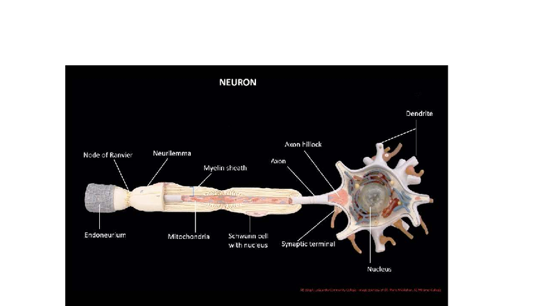 Lab final practical(muscles not included) - Brachial plexus 2 nerves 3 ...