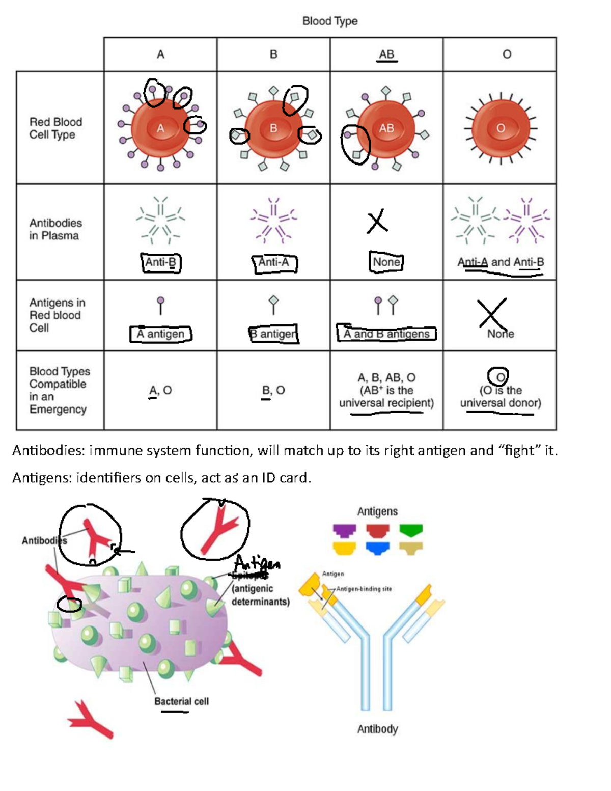 BIO 201 Blood Immunology & Hemostasis Notes - Studocu